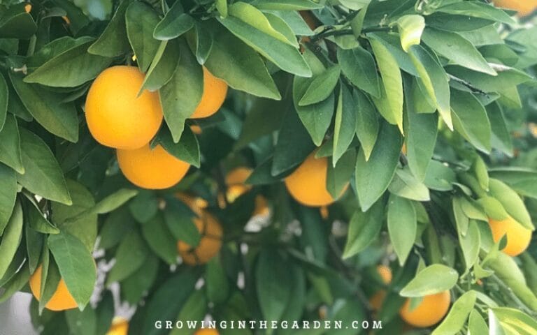 How to Grow Citrus Trees: A Complete Guide - Growing In The Garden