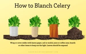 How to Grow Celery (5 Growing Tips) - Growing In The Garden