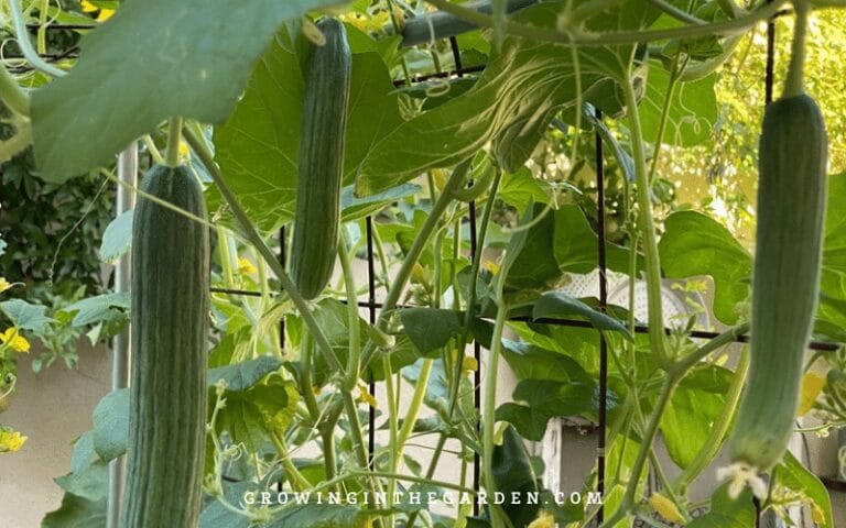 Growing Armenian Cucumbers - Growing In The Garden
