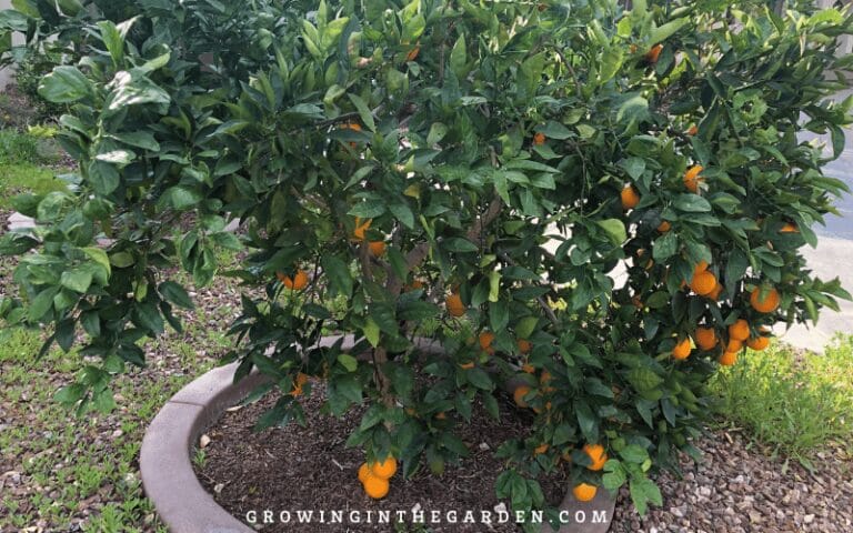 How to Grow Citrus Trees: A Complete Guide - Growing In The Garden