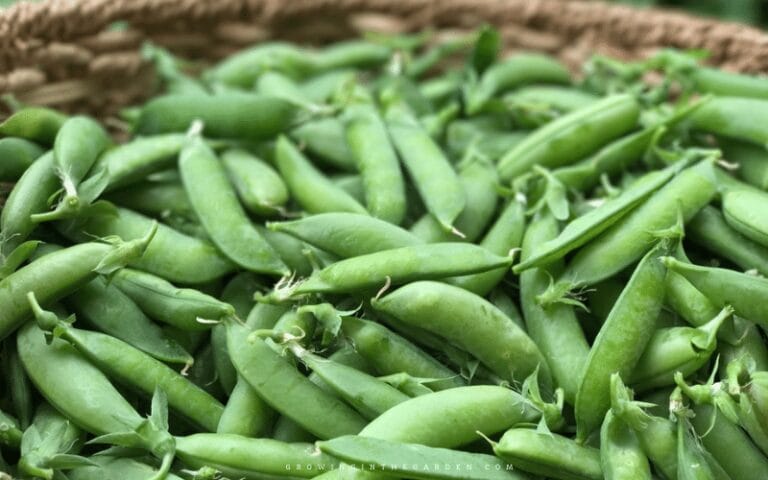 Peas: Planting, Growing and Harvesting Peas - Growing In The Garden