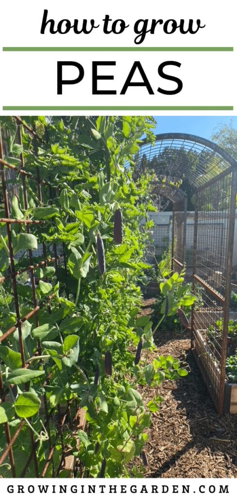 Peas: Planting, Growing and Harvesting Peas - Growing In The Garden