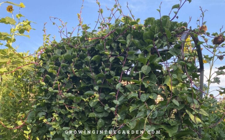 Vertical Gardening: 10 Vegetables that Love to Climb - Growing In The ...