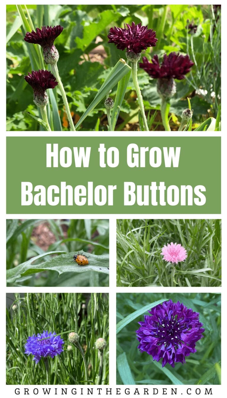 How to Grow Bachelor Buttons: 5 Tips for Growing Cornflowers - Growing ...