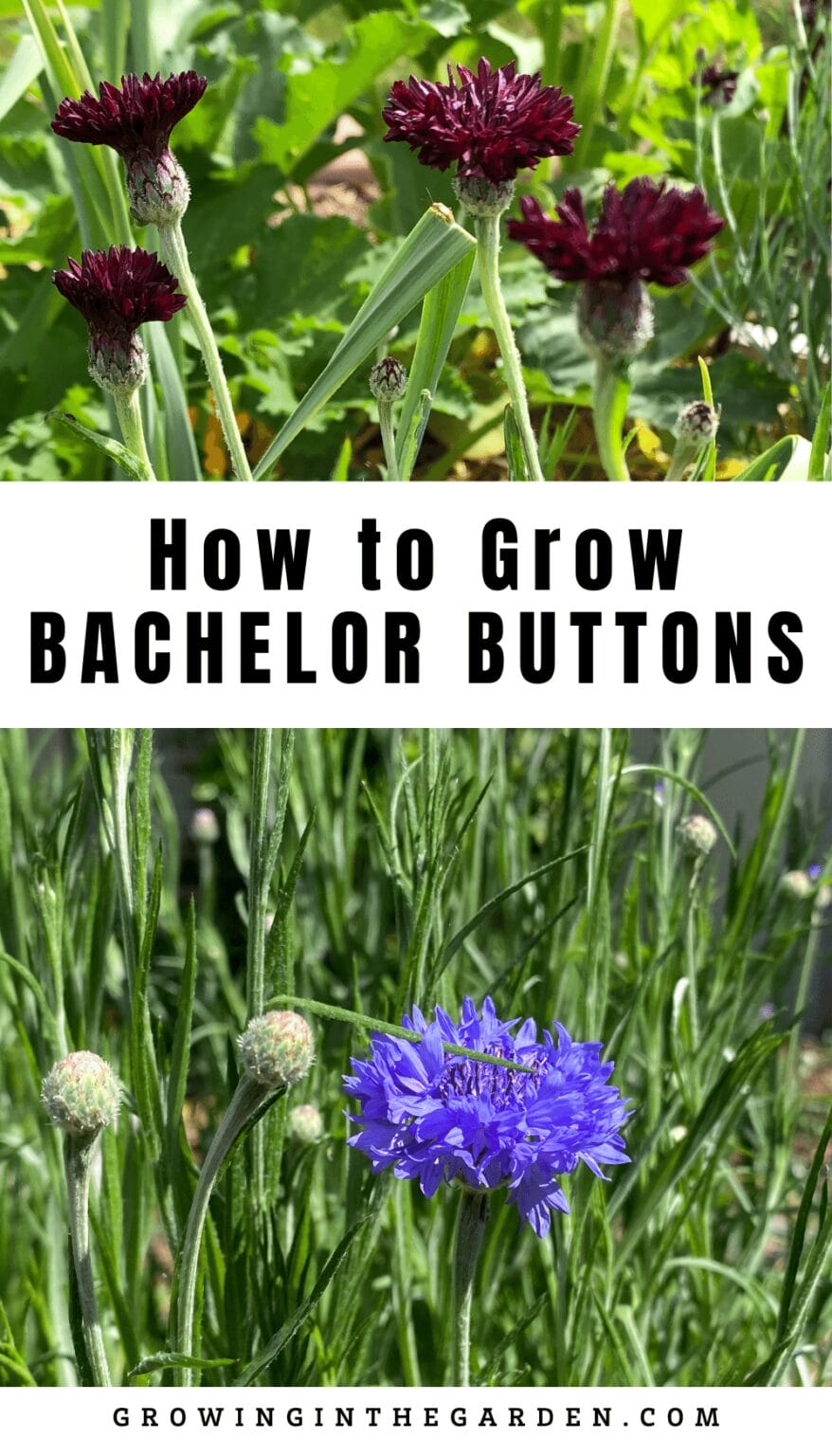 How to Grow Bachelor Buttons: 5 Tips for Growing Cornflowers - Growing ...