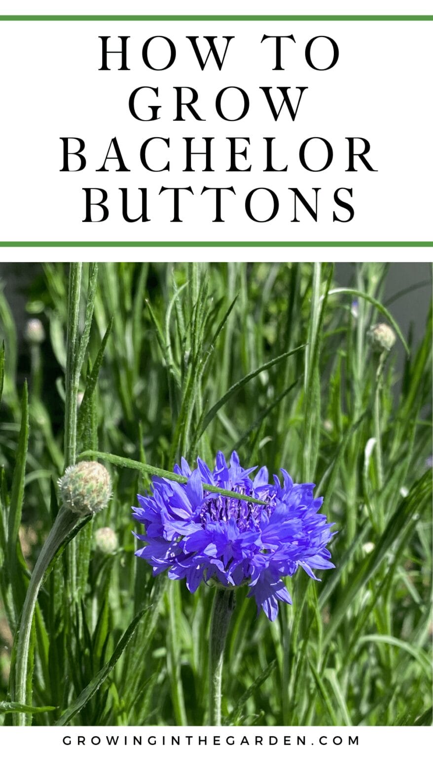 How to Grow Bachelor Buttons: 5 Tips for Growing Cornflowers - Growing ...