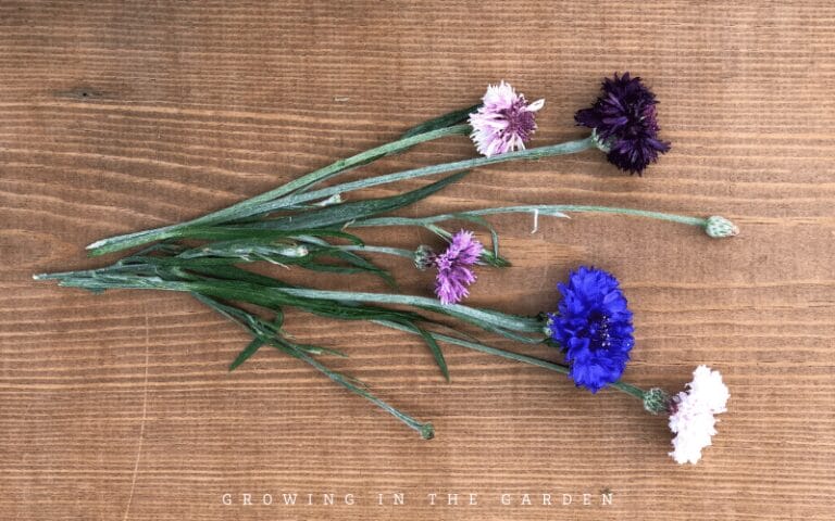 How to Grow Bachelor Buttons: 5 Tips for Growing Cornflowers - Growing ...