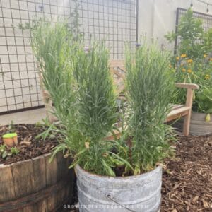 How to Grow Bachelor Buttons: 5 Tips for Growing Cornflowers - Growing ...