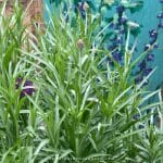 How to Grow Bachelor Buttons: 5 Tips for Growing Cornflowers - Growing ...
