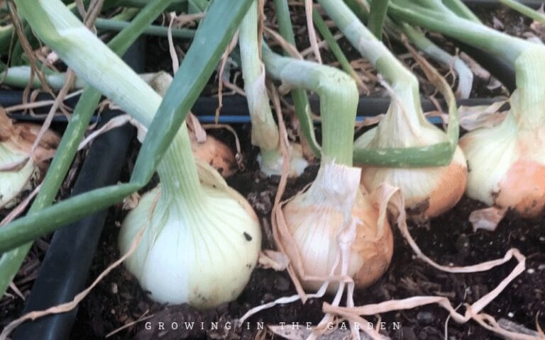 Container Gardening: Best Vegetables to Grow in Pots - Growing In The ...