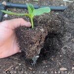 How to Plant Transplants - Growing In The Garden