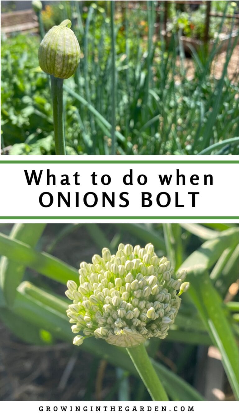 What To Do When Onions Bolt - Growing In The Garden