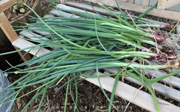 What To Do When Onions Bolt - Growing In The Garden