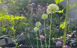 What To Do When Onions Bolt - Growing In The Garden
