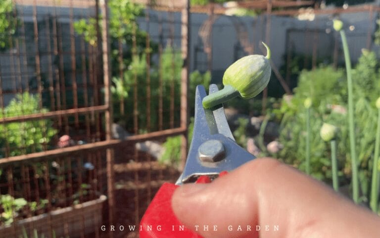 What To Do When Onions Bolt - Growing In The Garden