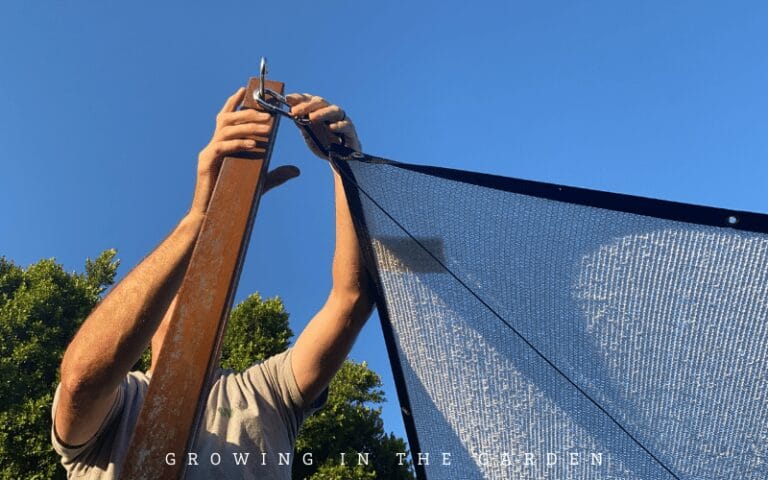 Adding Shade Cloth to a Hot Summer Garden - Growing In The Garden