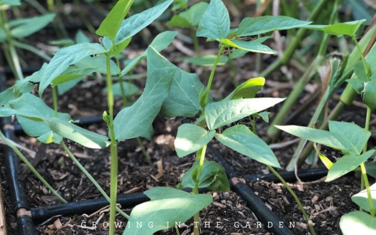 How to Grow Black-Eyed Peas - Growing In The Garden