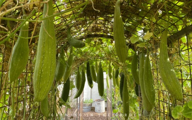 Add Vertical Space in the Garden - Growing In The Garden