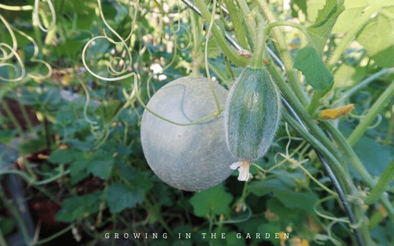 Add Vertical Space in the Garden - Growing In The Garden