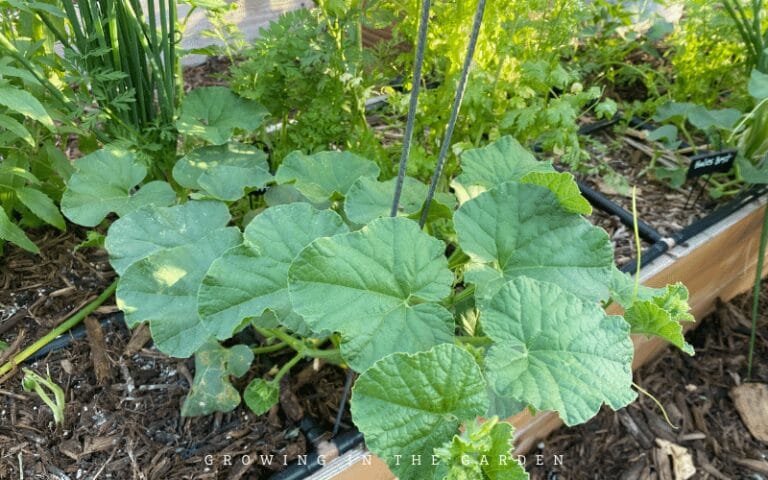 Add Vertical Space in the Garden - Growing In The Garden