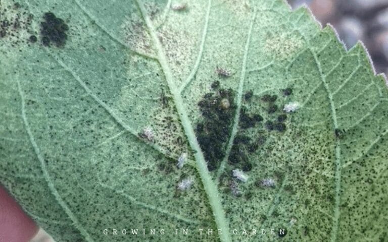 What To Do About Black Bugs On Sunflowers - Growing In The Garden