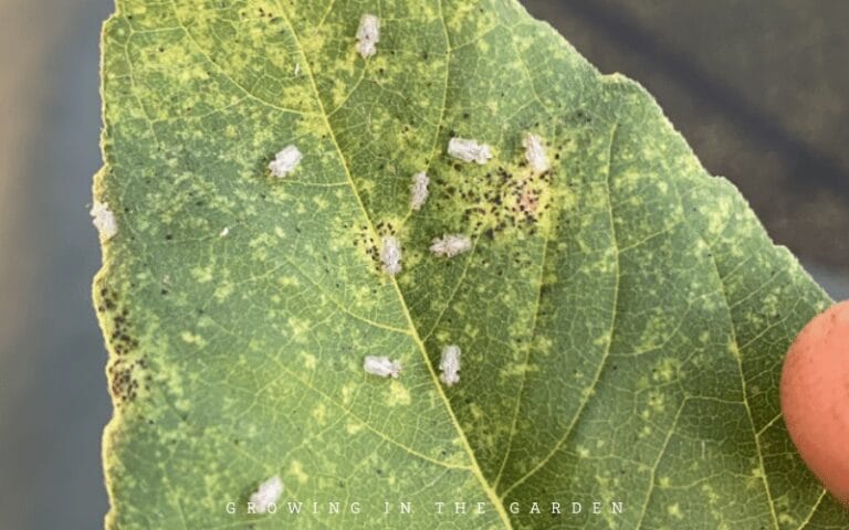 What To Do About Black Bugs On Sunflowers - Growing In The Garden