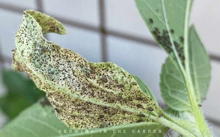 What To Do About Black Bugs On Sunflowers - Growing In The Garden