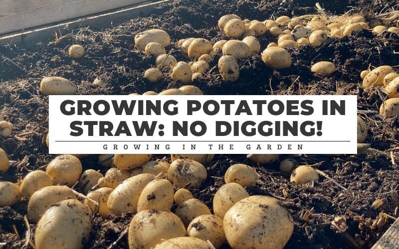 Growing Potatoes in Straw: NO DIGGING! - Growing In The Garden