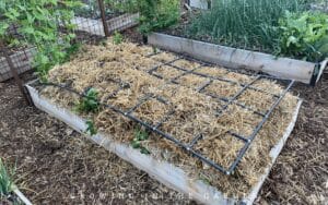 Growing Potatoes in Straw: NO DIGGING! - Growing In The Garden
