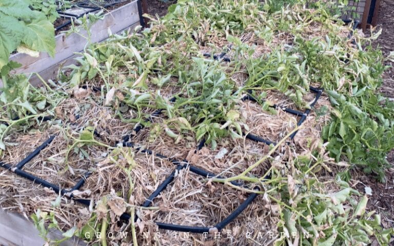 Growing Potatoes in Straw: NO DIGGING! - Growing In The Garden