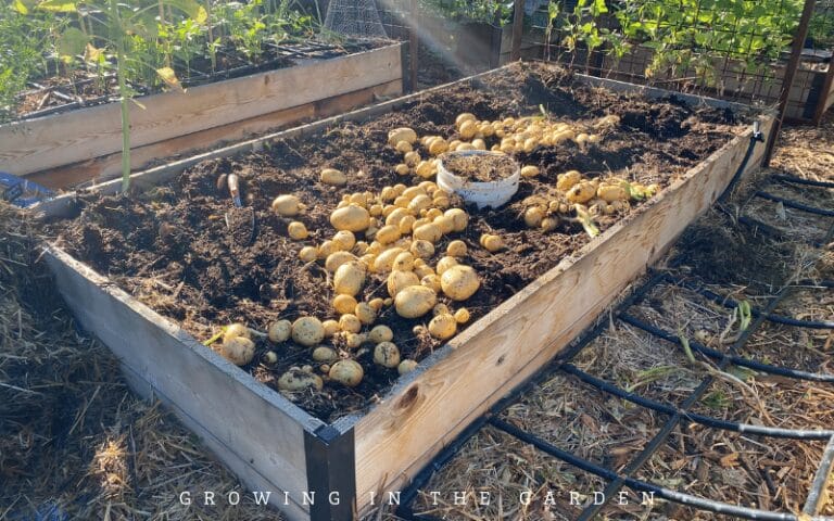 Growing Potatoes in Straw: NO DIGGING! - Growing In The Garden