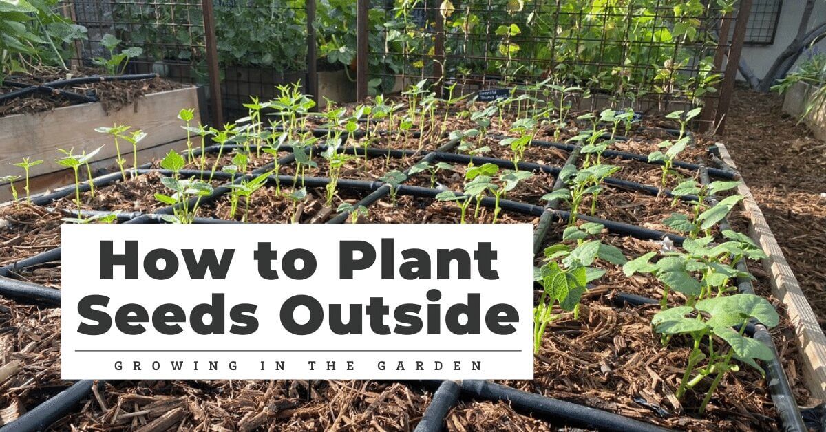 How to Plant Seeds Outside - Growing In The Garden