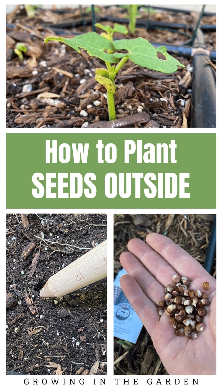 How to Plant Seeds Outside - Growing In The Garden