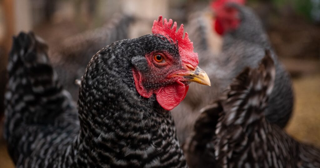 How to Keep Chickens Cool In Hot Summers - Growing In The Garden