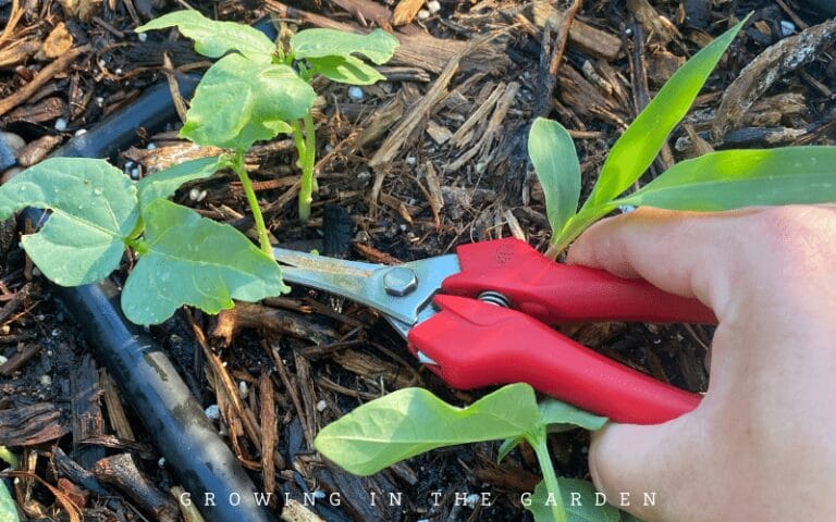How to Plant Seeds Outside - Growing In The Garden