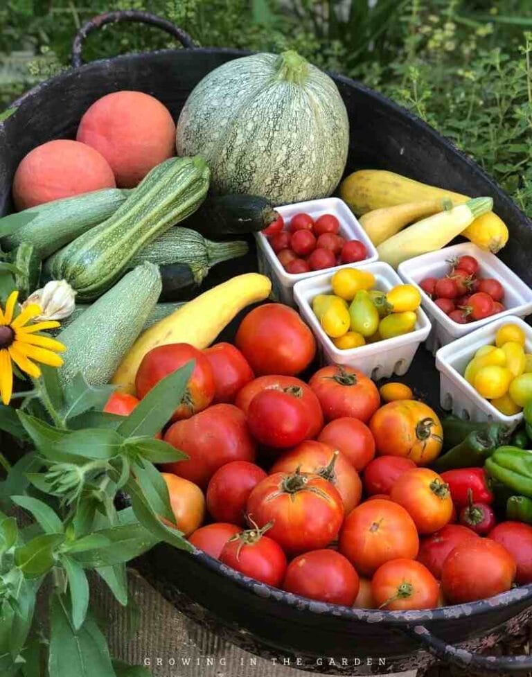 Arizona Vegetable Planting Calendar - Growing In The Garden