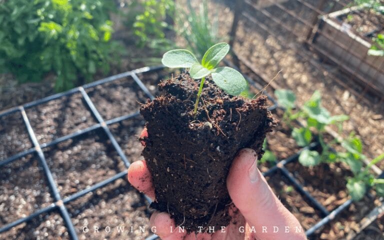 Arizona Vegetable Planting Calendar - Growing In The Garden