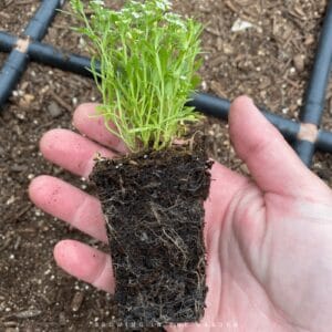 How to Grow Alyssum: 5 Tips for Growing Alyssum - Growing In The Garden