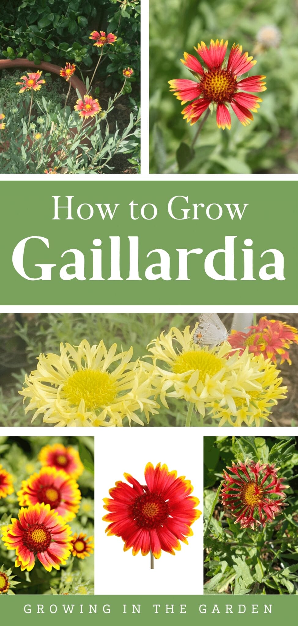 How to Grow Gaillardia (Blanket Flower) - Growing In The Garden