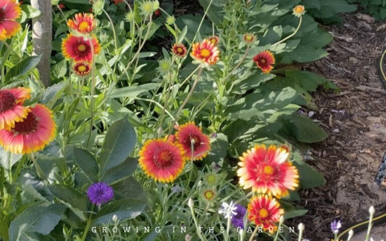 How to Grow Gaillardia (Blanket Flower) - Growing In The Garden
