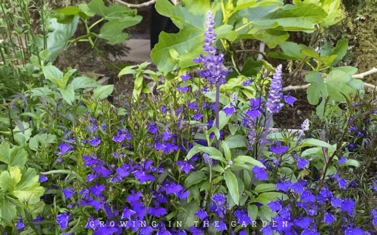 How to Grow Lobelia - Growing In The Garden