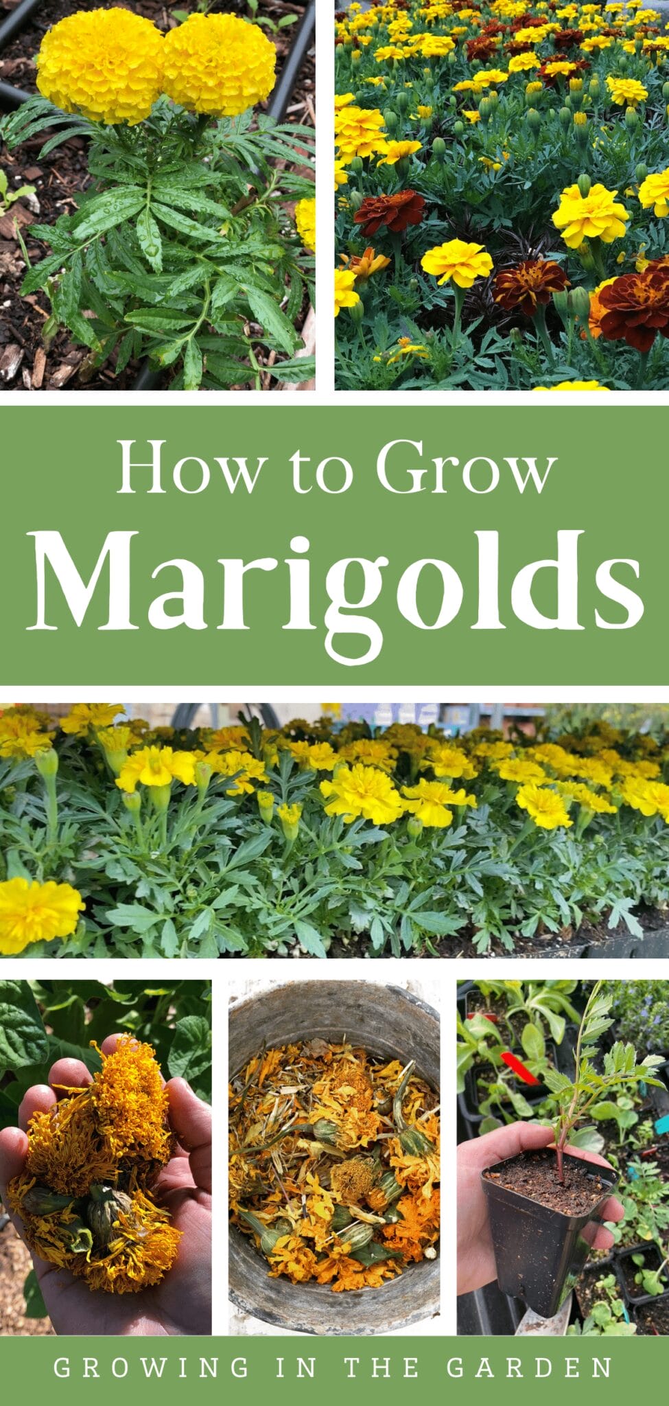How to Grow Marigolds - Growing In The Garden