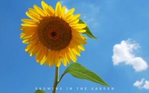 How to Grow, Harvest, and Roast Edible Sunflower Seeds - Growing In The ...