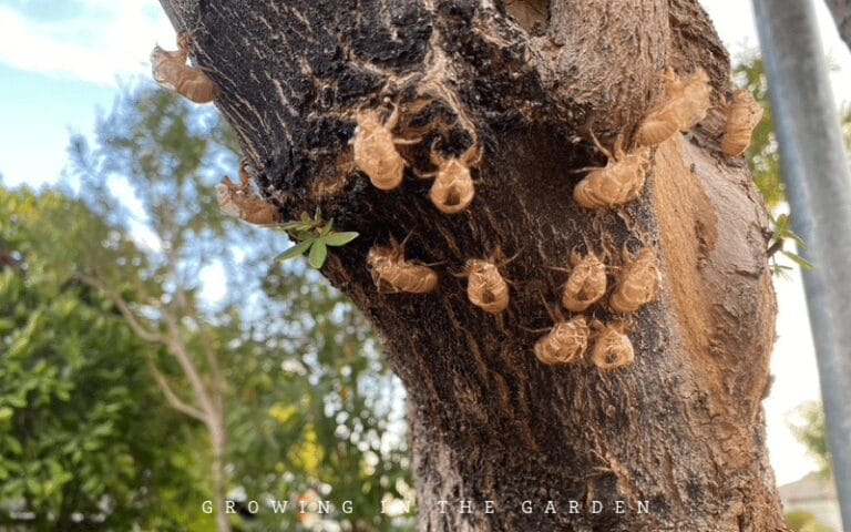 Monsoon Gardening in Arizona: How to Garden During Monsoon Season ...