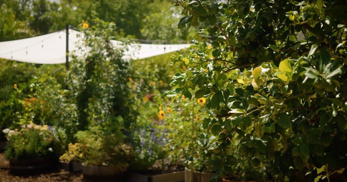 10 Ways to Prepare Your Hot-Climate Garden for Summer - Growing In The ...
