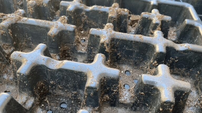 How to Sanitize Seed Starting Supplies - Growing In The Garden