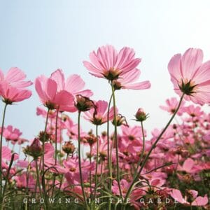 Arizona Annual Flowers: A Visual Guide for Low-Desert Flowers - Growing ...