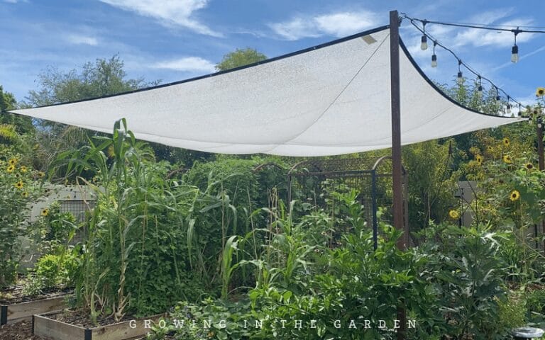 Vegetable Gardening in Arizona (2026 Guide for Desert Gardeners)