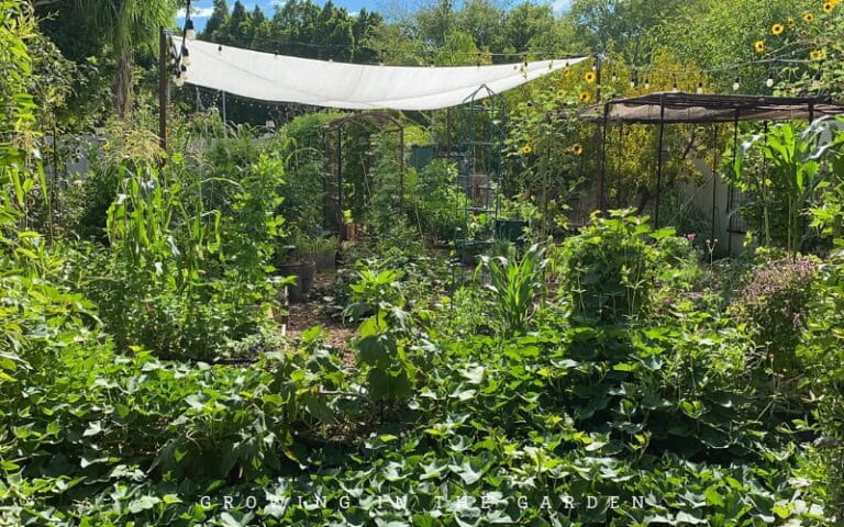 Vegetable Gardening in Arizona (2025 Guide for Desert Gardeners)