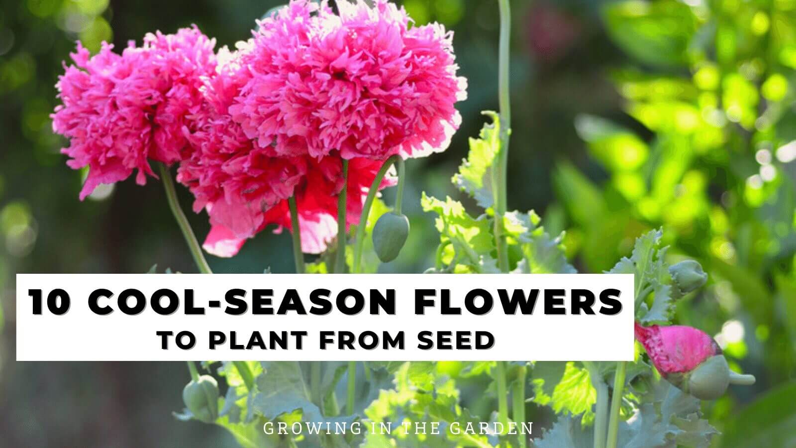 10 Cool-Season Flowers That Love Mild Winters